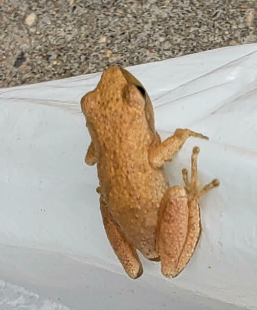 Spring Peeper from Town of Delton, Sauk, Wisconsin, United States on ...