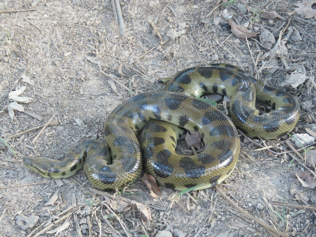 Beni Anaconda from Vaca Diez, Bolivia on July 01, 2018 at 04:33 PM by ...