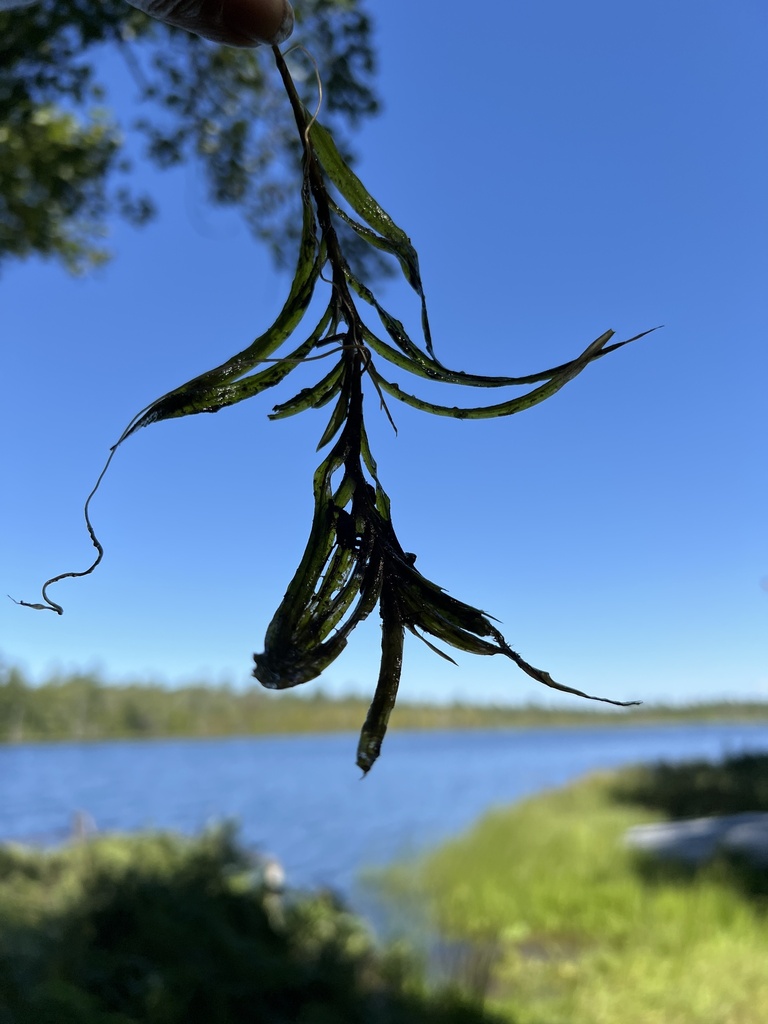 robbins' pondweed from Alger County, US-MI, US on August 4, 2022 at 04: ...
