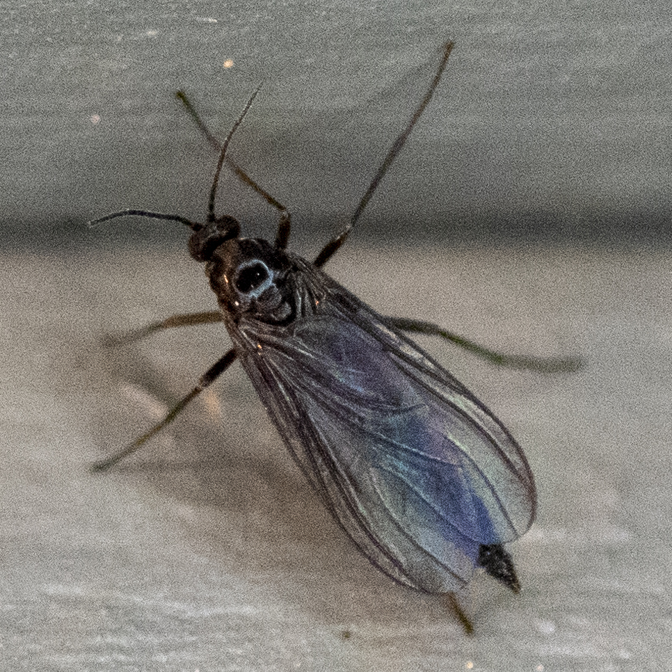Dark-winged Fungus Gnats from Shepard Settlement, Onondaga County, NY ...