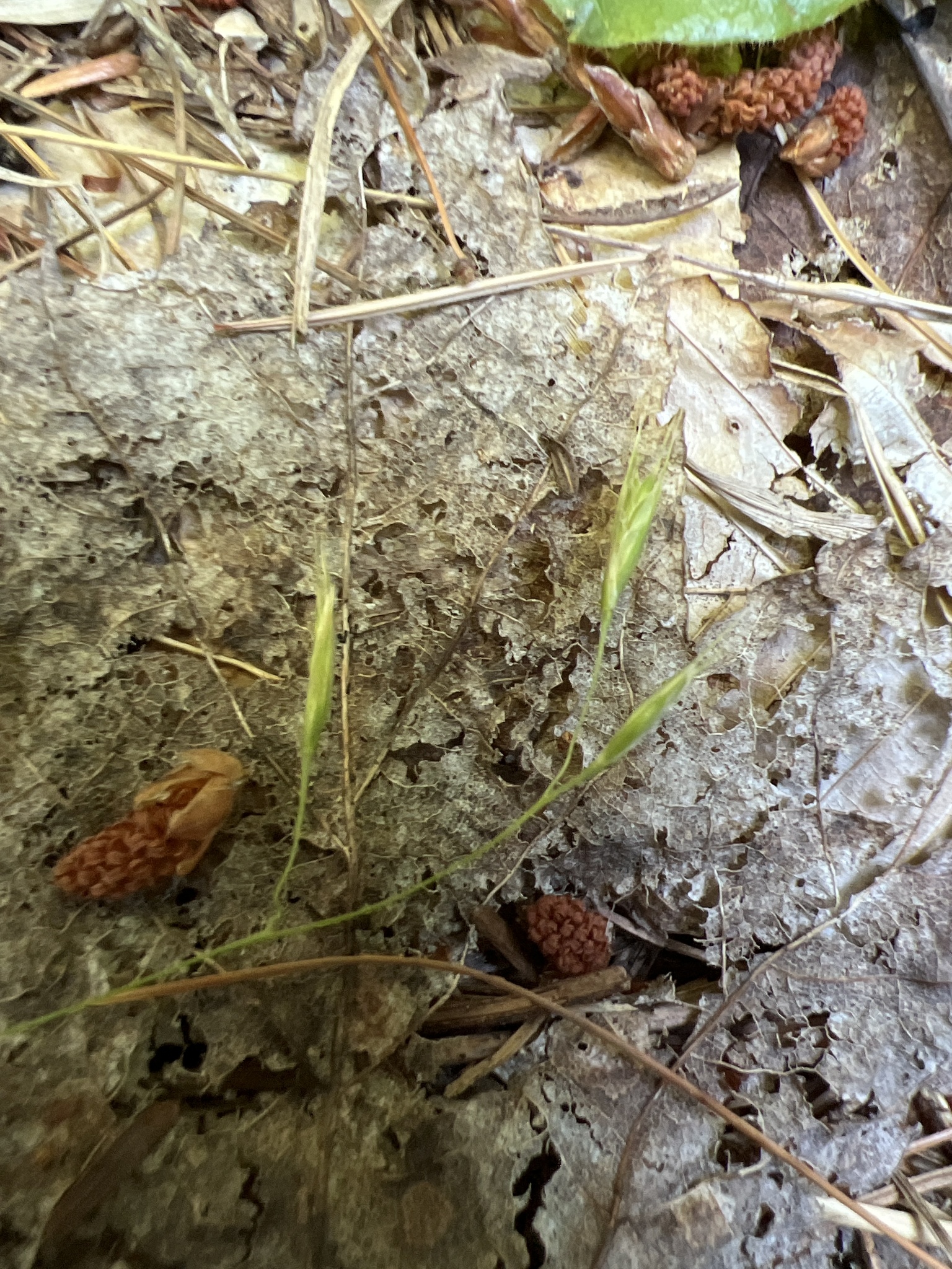 Danthonia compressa Austin