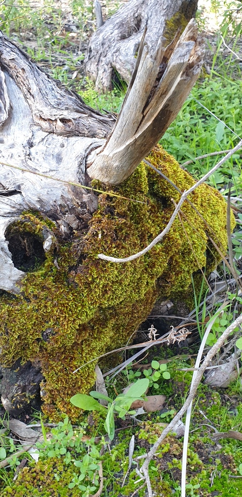 Bronze Moss from Adelaide SA, Australia on August 06, 2022 at 02:56 PM ...
