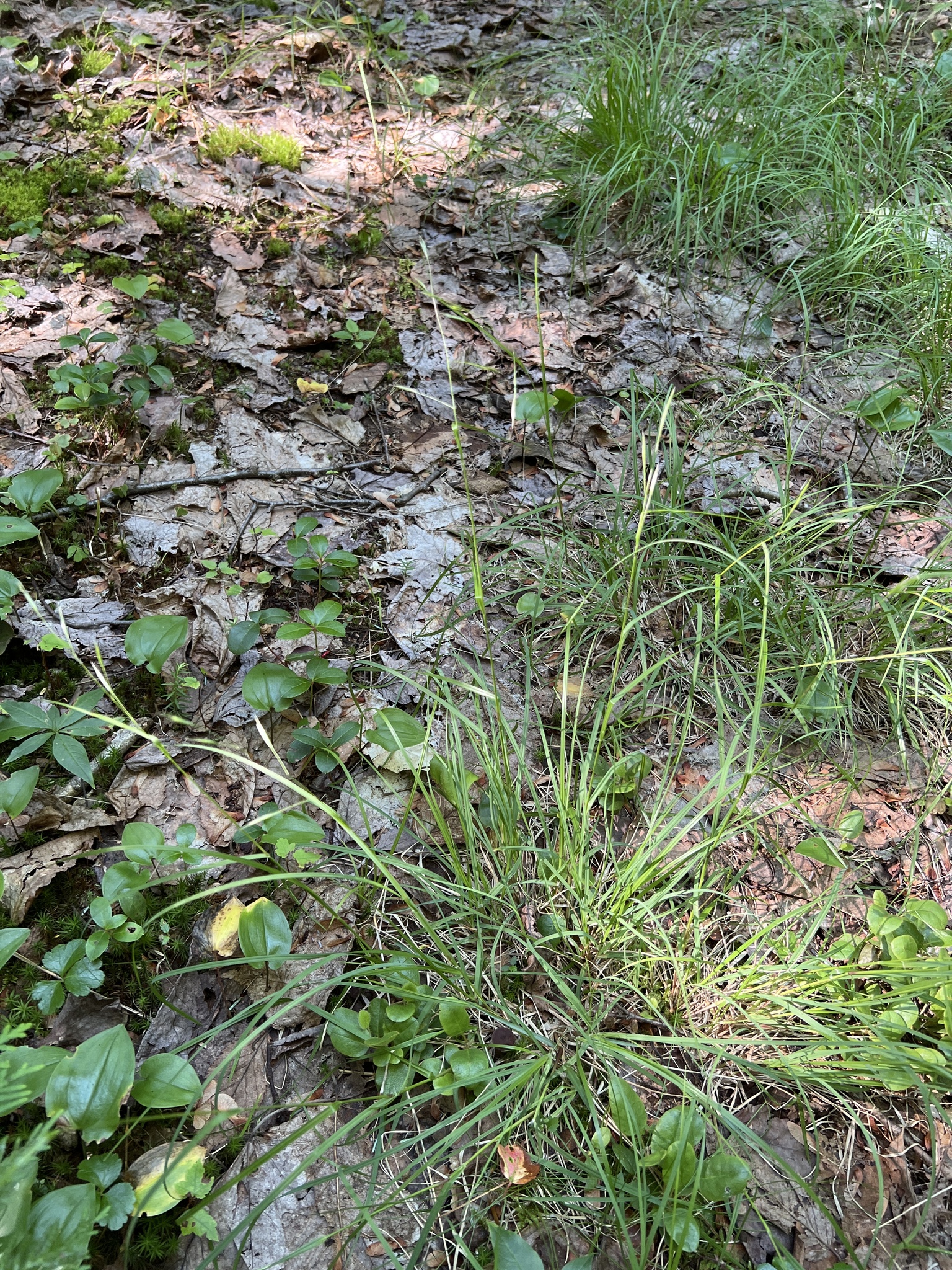 Danthonia compressa Austin