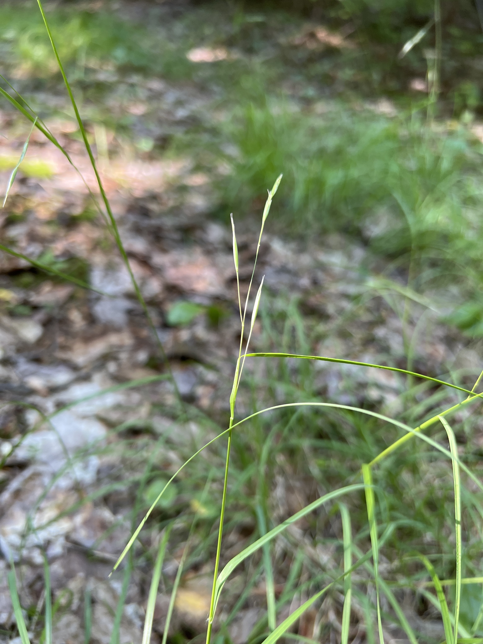Danthonia compressa Austin