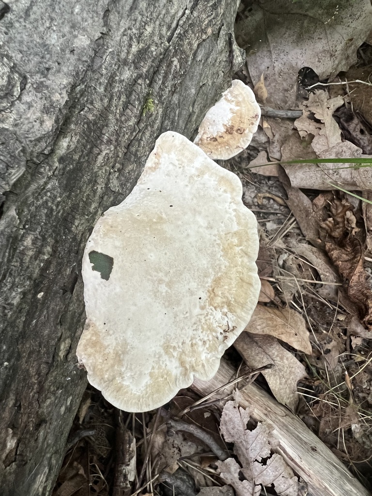 Thin-walled Maze Polypore in August 2022 by David McCheyne · iNaturalist