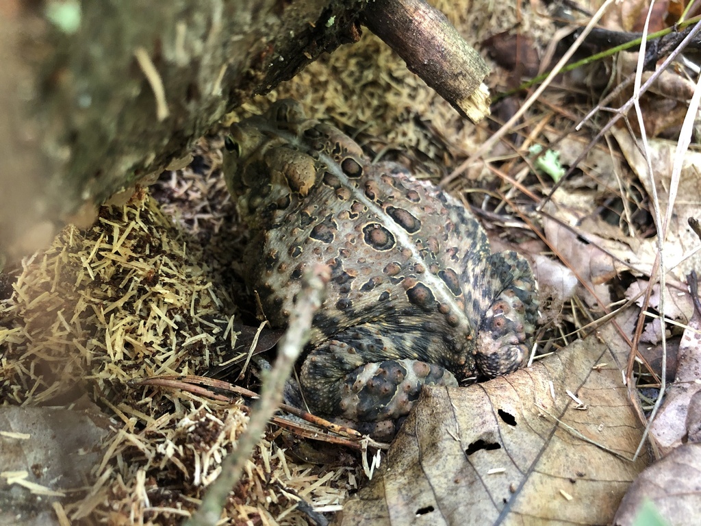 North American Toads from Hancock, MD, US on August 06, 2022 at 03:38 ...