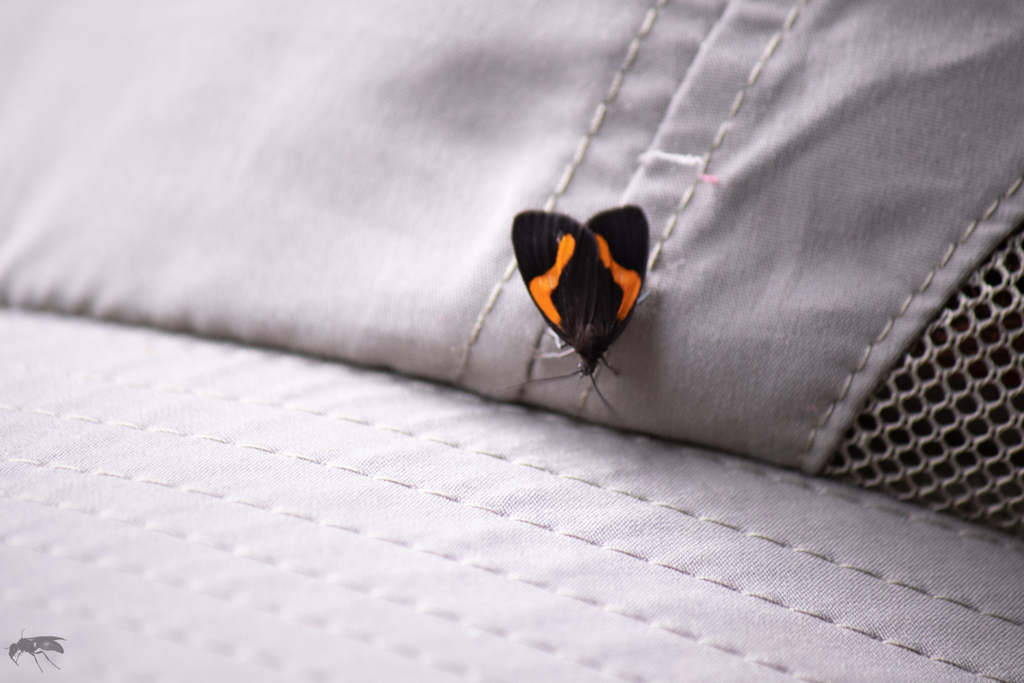 Lyces fluonia from San Antonio, Támesis, Antioquia, Colombia on July 20 ...