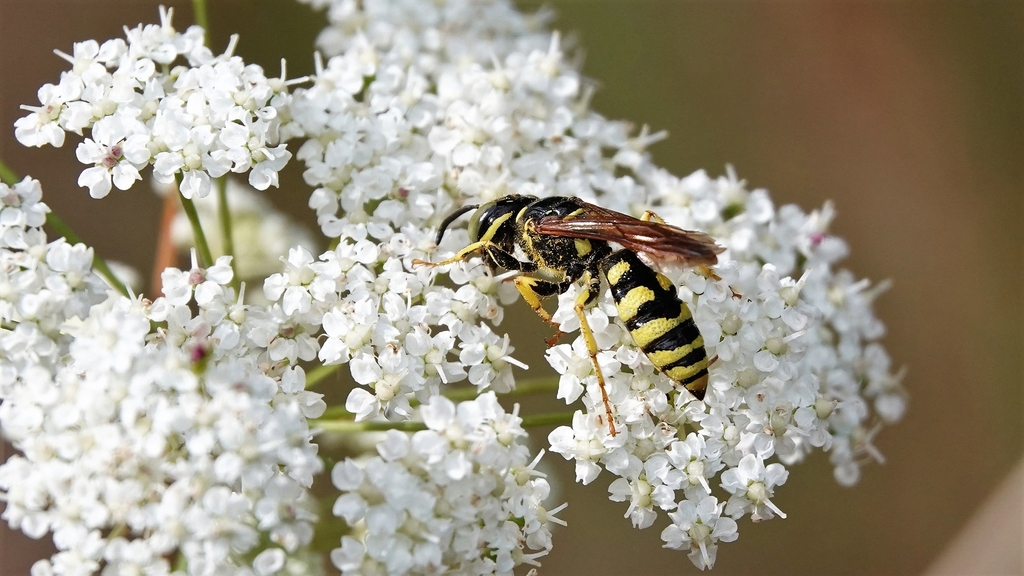 Beewolves from Nanaimo, BC, Canada on August 4, 2022 at 03:40 PM by ...