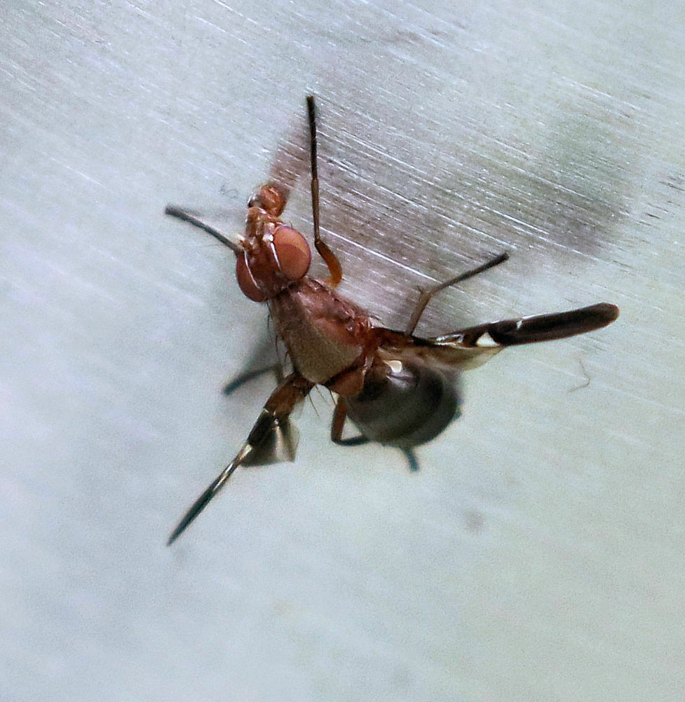 Common Picture-winged Fly in August 2022 by Sherrie Quillen · iNaturalist