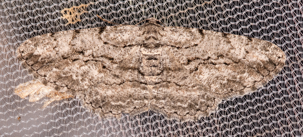 Common Gray from Washington County, MD, USA on August 05, 2022 at 09:56 ...