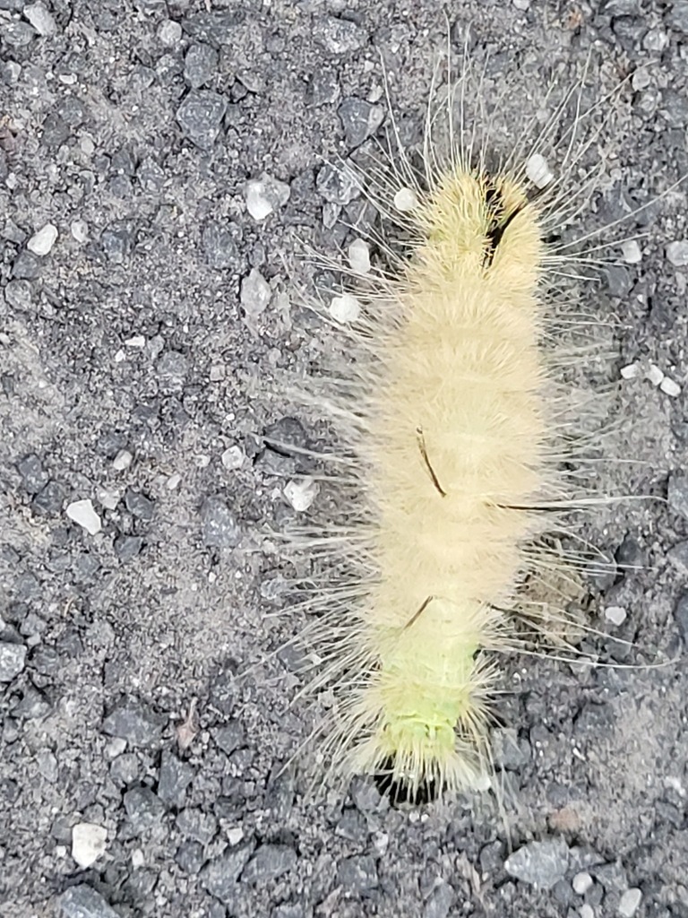 American Dagger from Point of Rocks, MD, USA on July 31, 2022 at 01:00 ...