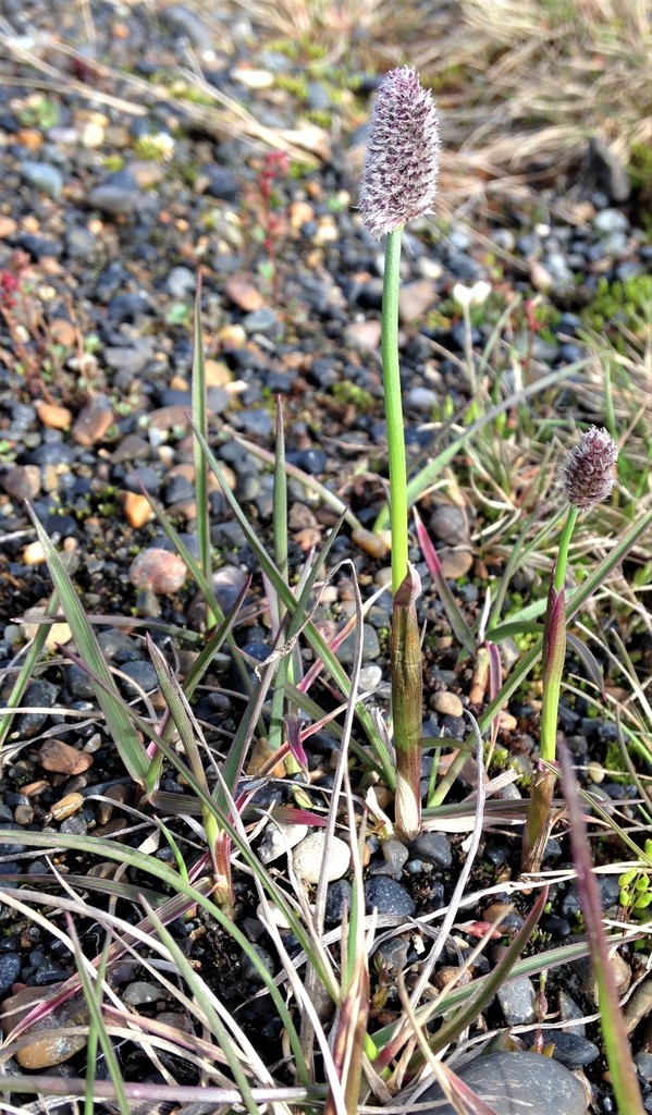 Alpine Foxtail (Alopecurus magellanicus) - Botanical Realm
