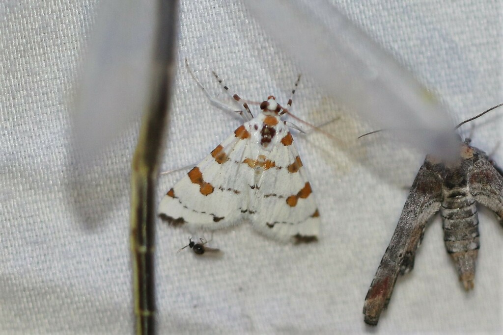 Eight-barred Lygropia Moth from Black Mesa, Oklahoma 73946, USA on ...