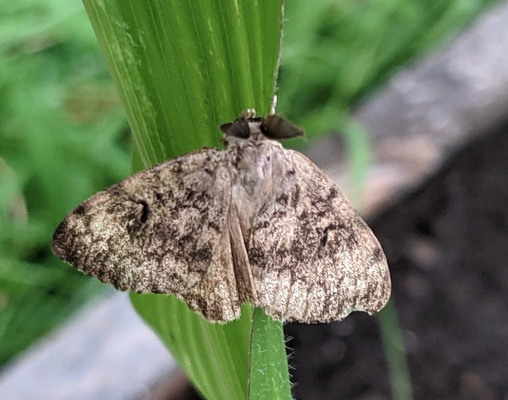 Spongy Moth from Dunbarton, NH 03046, USA on August 06, 2022 at 07:29 ...