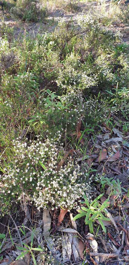 prickly cryptandra from Aldinga Scrub , Australia on August 06, 2022 at ...