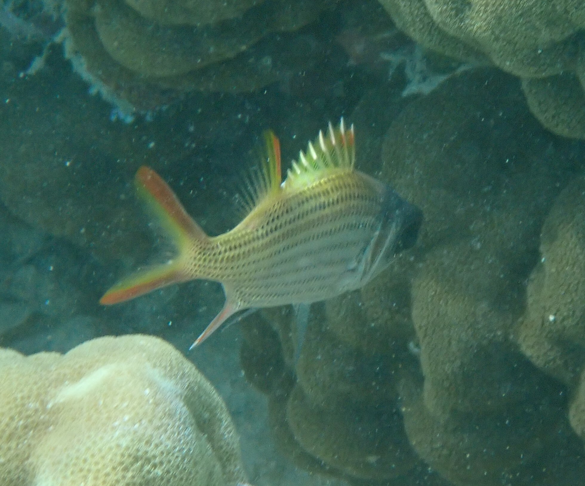 Neoniphon argenteus (Valenciennes, 1831)