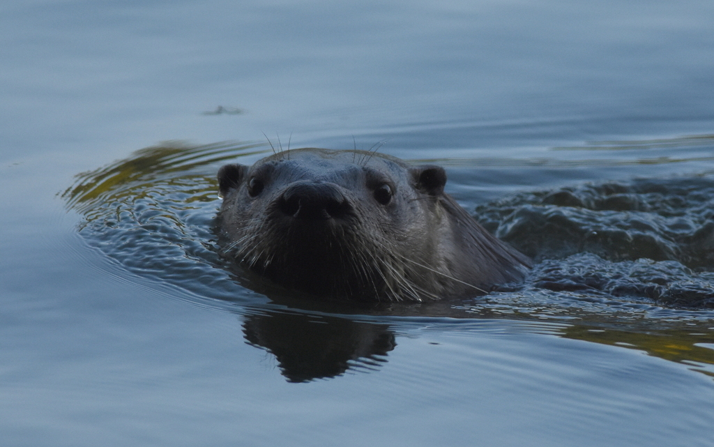 North American River Otter from Potomac, MD, USA on August 4, 2022 at ...