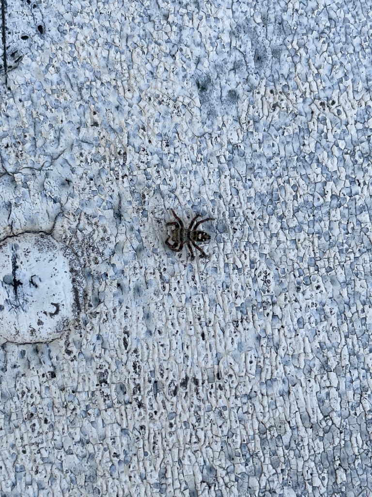 Bold Jumping Spider from N Jean Ct, Westland, MI, US on August 06, 2022 ...
