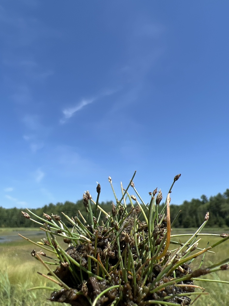 Yellow Spikerush from Alger County, US-MI, US on August 05, 2022 at 02: ...