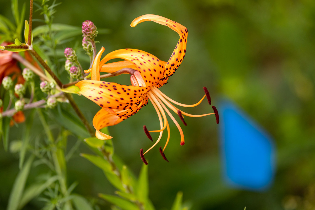 tiger lily from Waukesha County, WI, USA on August 6, 2022 at 11:47 AM ...