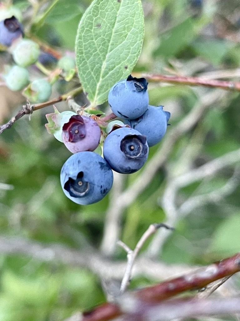 Northern highbush blueberry from Derby Hill Rd, Harrisville, NH, US on ...