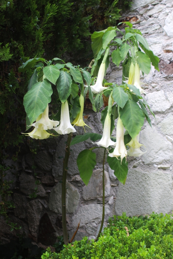 angel's trumpets from Huasca de Ocampo on July 29, 2022 at 03:58 PM by ...