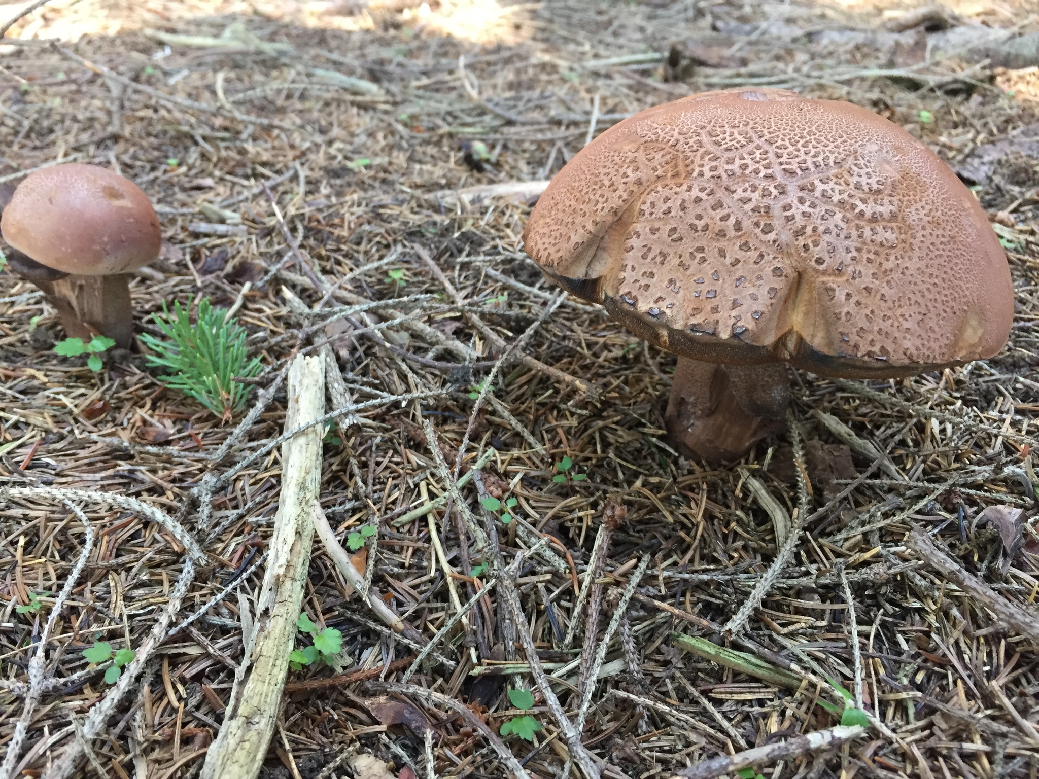 Sutorius eximius (Peck) Halling, Nuhn & Osmundson