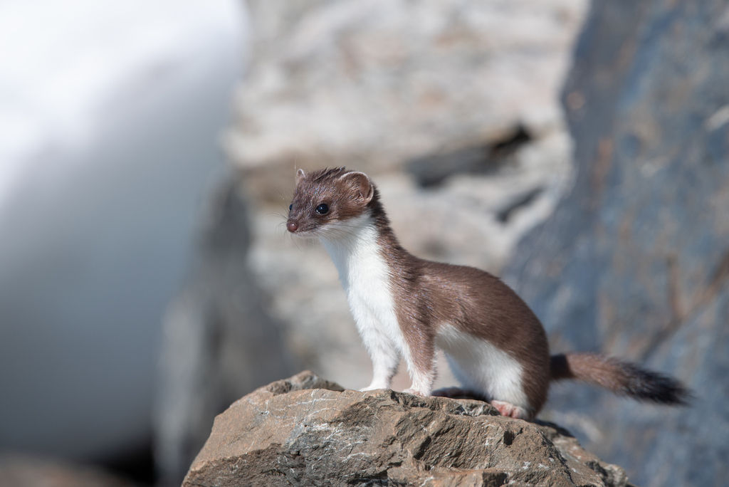 Eurasian Stoat from Harding Icefield Trail, Exit Glacier, Kenai ...