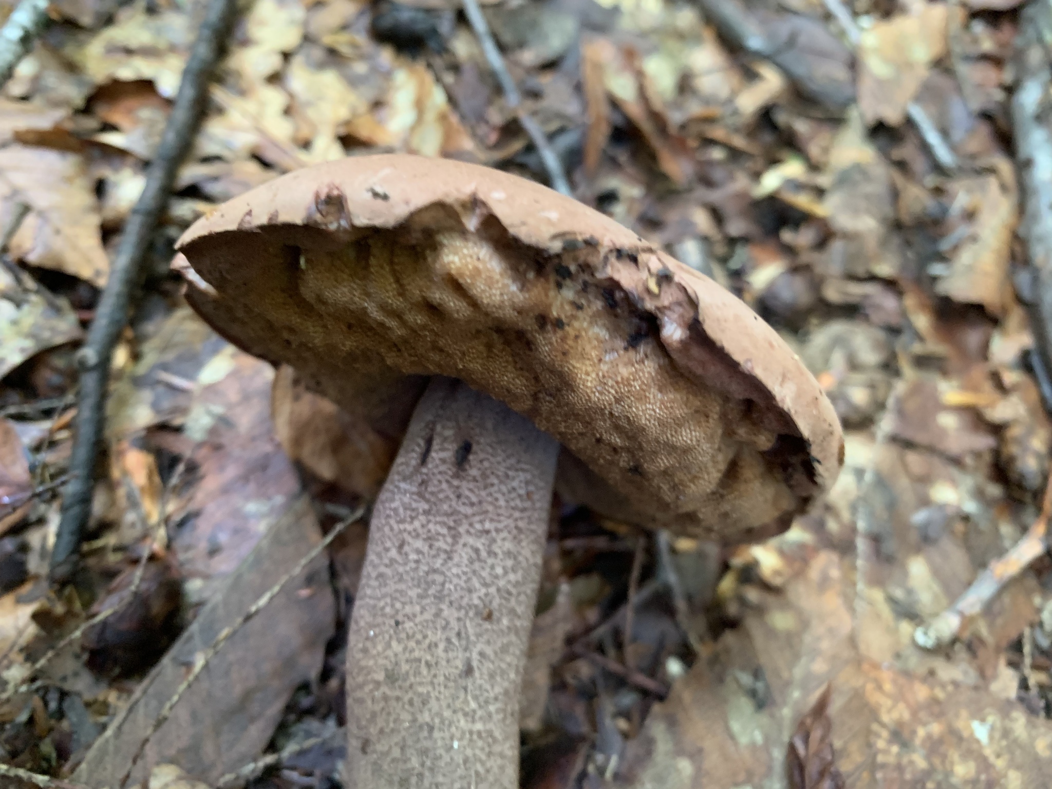 Sutorius eximius (Peck) Halling, Nuhn & Osmundson