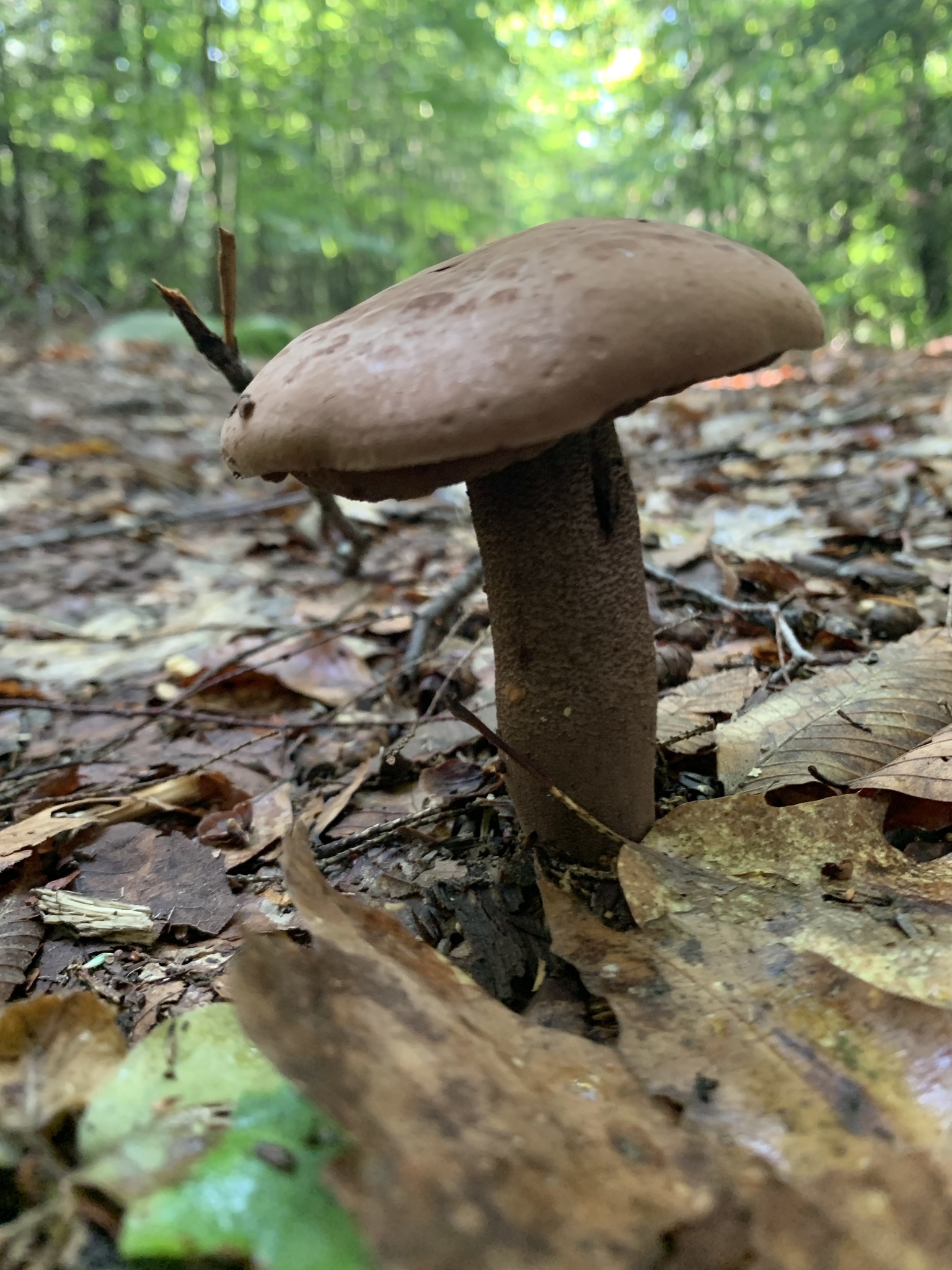 Sutorius eximius (Peck) Halling, Nuhn & Osmundson