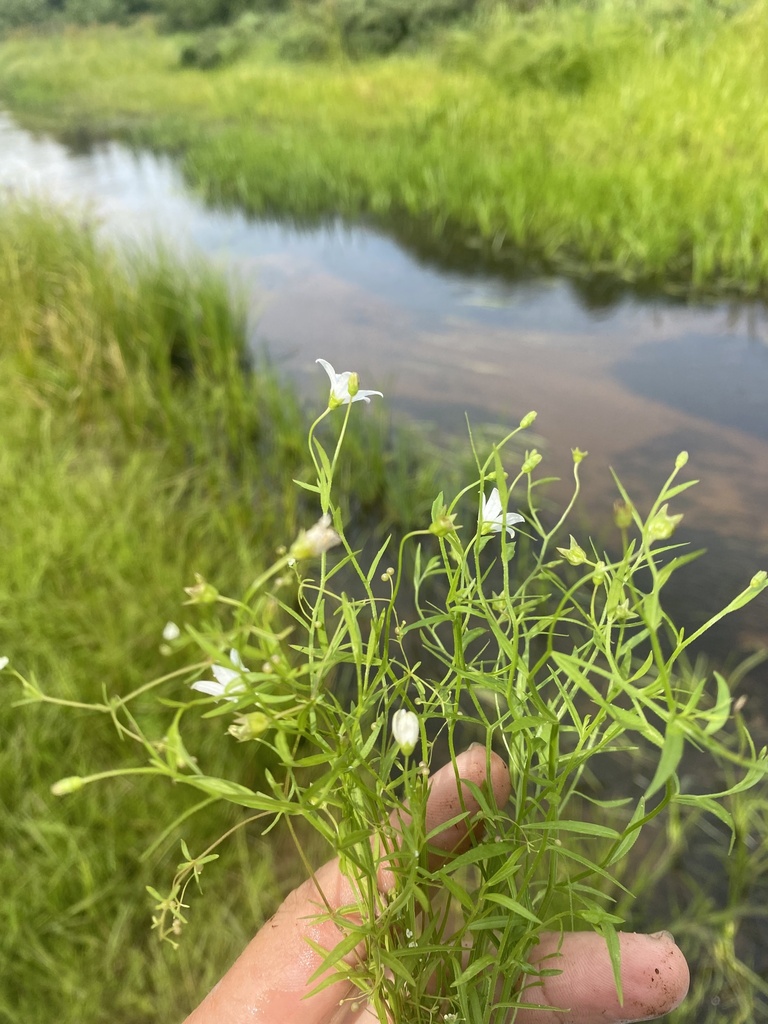Marsh Bellflower from Casey Lake, Grand Marais, MI, US on August 06 ...