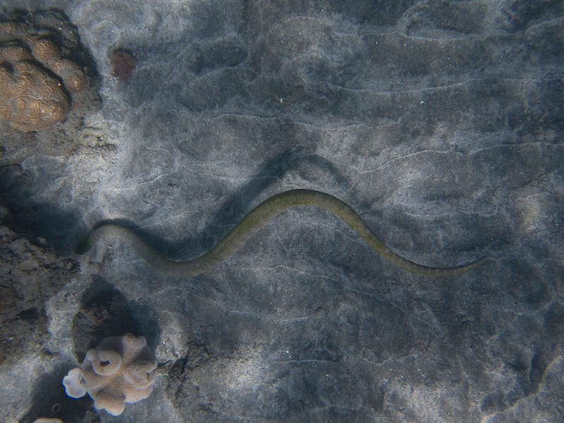 Marine File Snake from Laclo, TP-MT, TL on February 9, 2020 at 10:49 AM ...