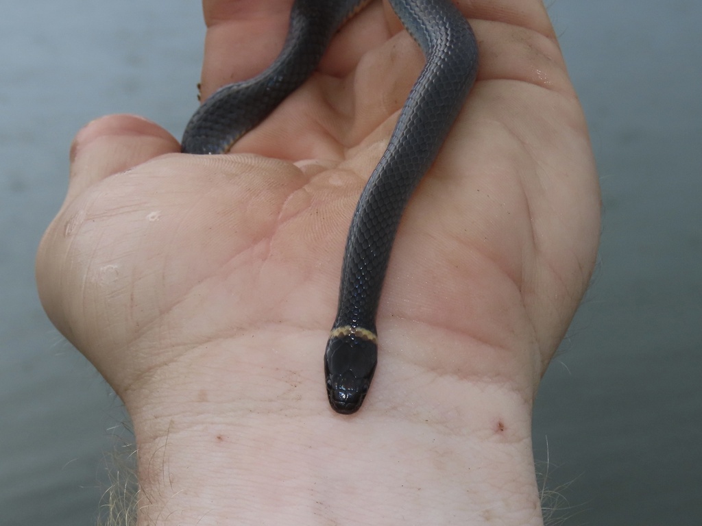 ring-necked snake in August 2022 by Josh Emm · iNaturalist