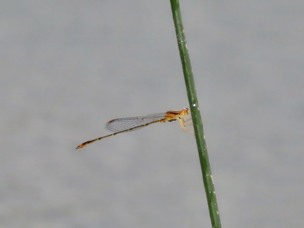 Orange Bluet in August 2022 by Josh Emm · iNaturalist