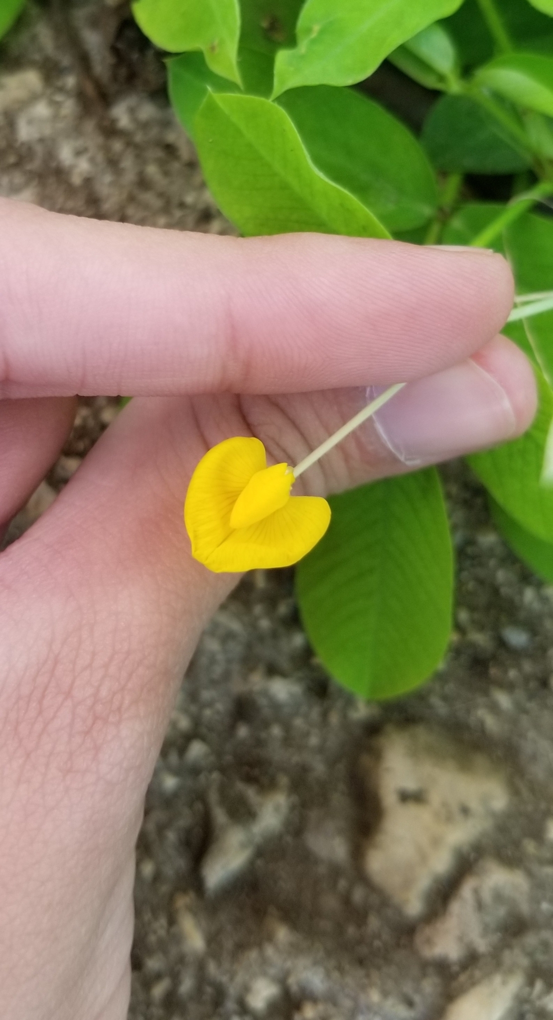 Arachis repens Handro
