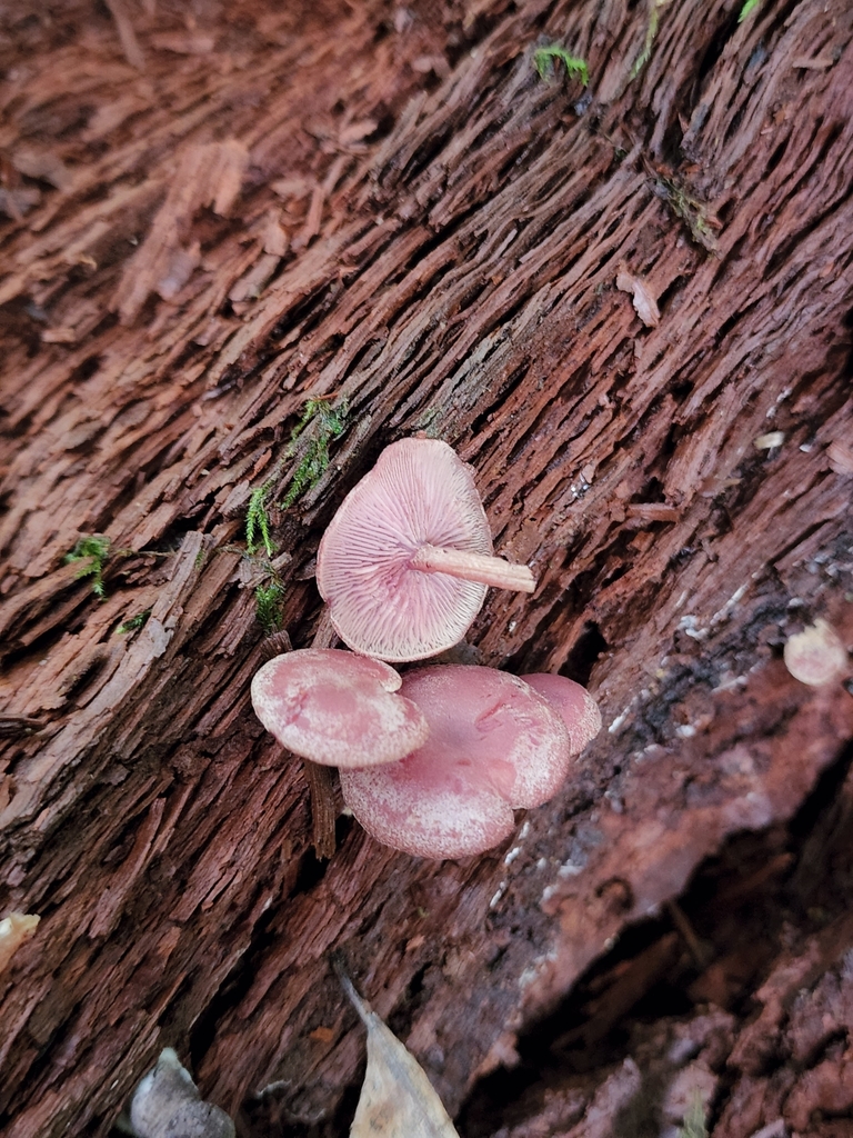 Purple-edged Lute from Washington Township, IN, USA on August 06, 2022 ...