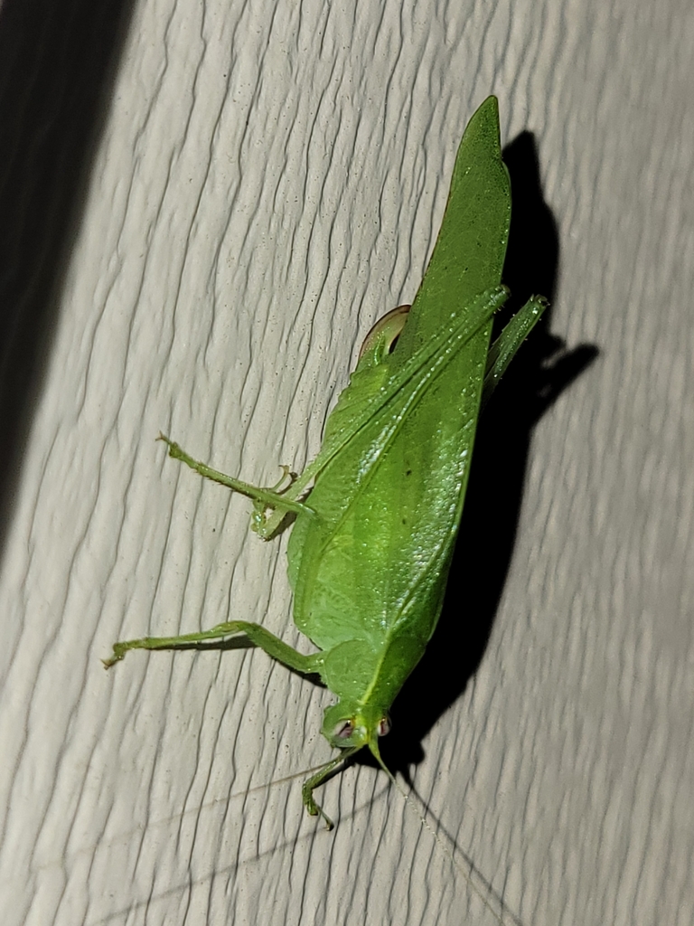 Modest Katydid from Westville, NJ, USA on August 02, 2022 at 09:17 PM ...