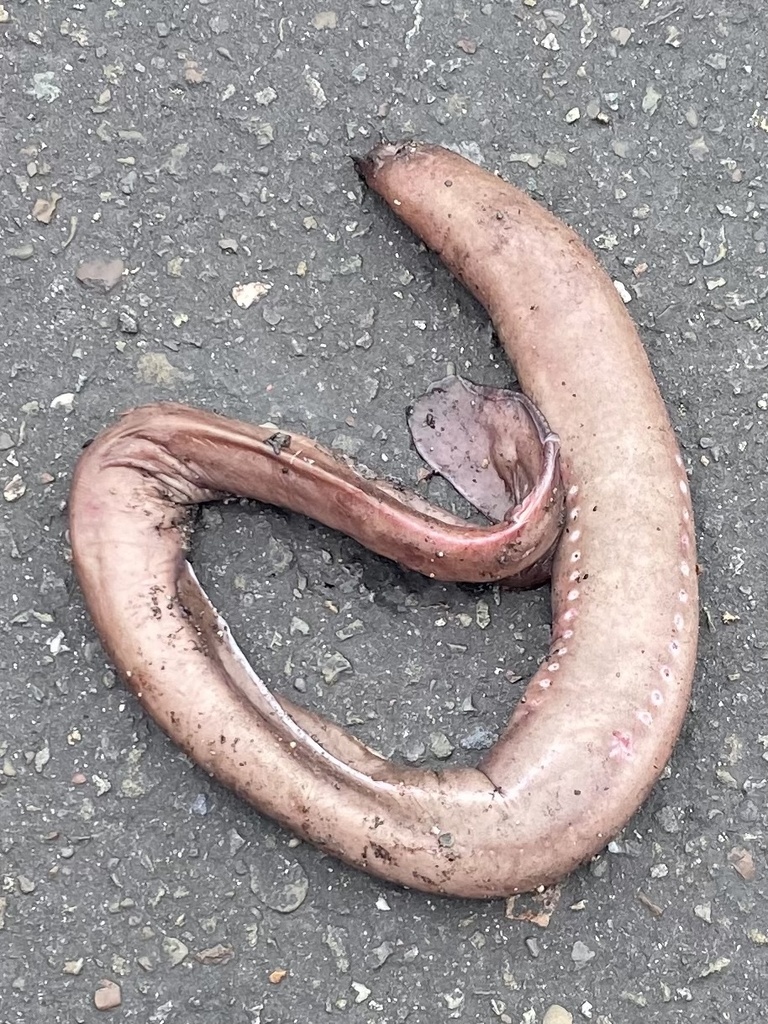 Pacific Hagfish from S Highway 1, Bodega Bay, CA, US on July 31, 2022 ...