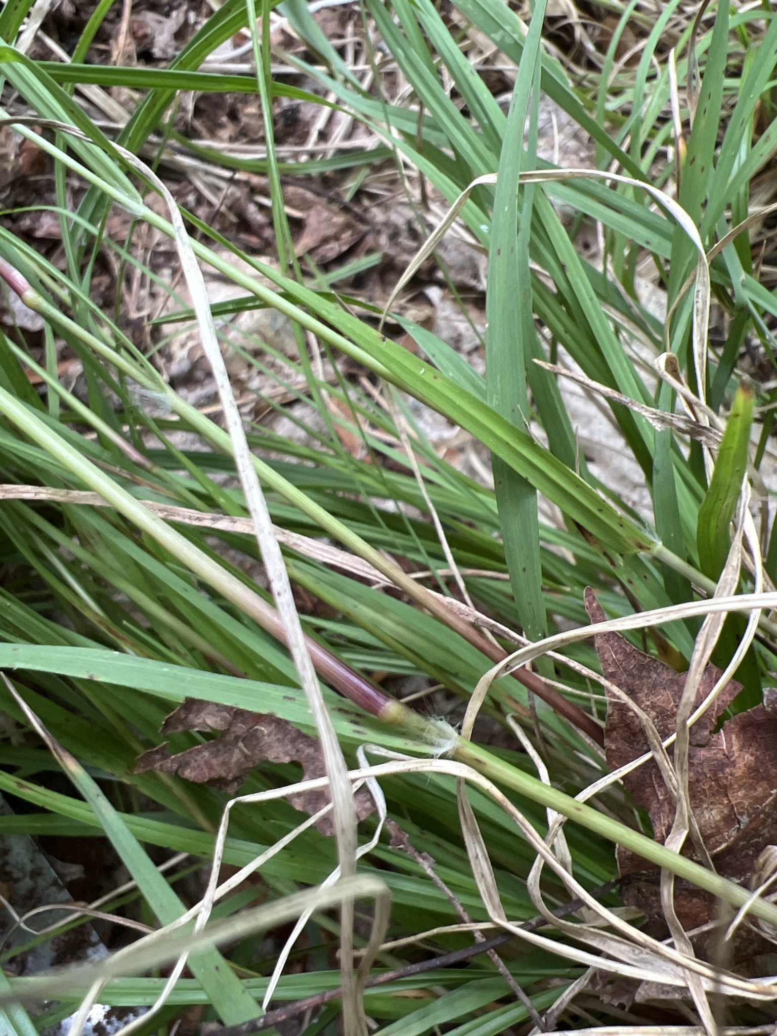 Danthonia compressa Austin