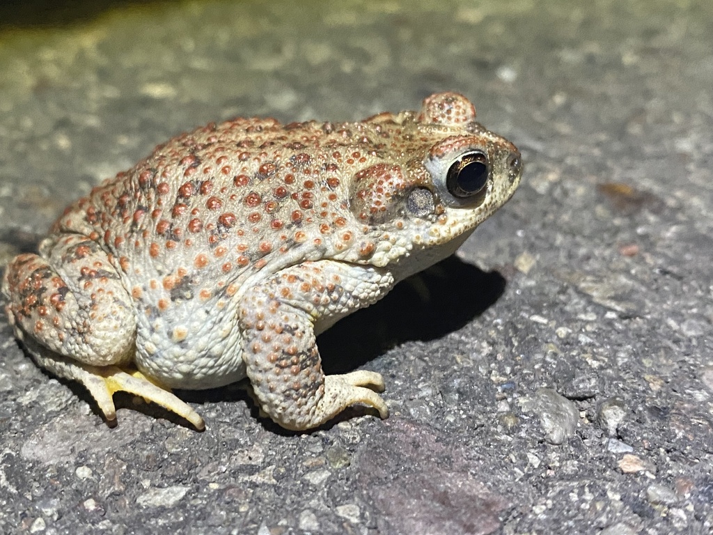 Red-spotted Toad from N Eagle Ridge Dr, Fountain Hills, AZ, US on ...