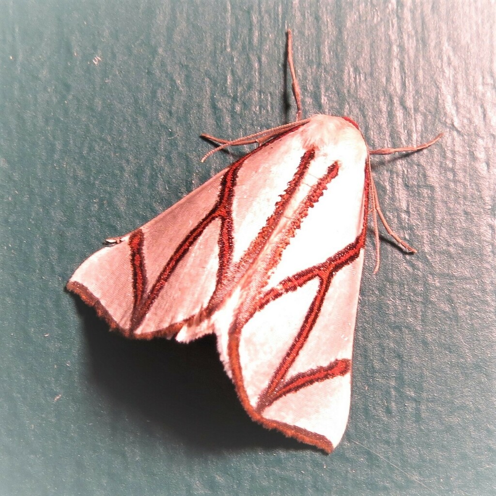 Clara's Satin Moth from Wandella NSW 2550, Australia on April 26, 2014 ...