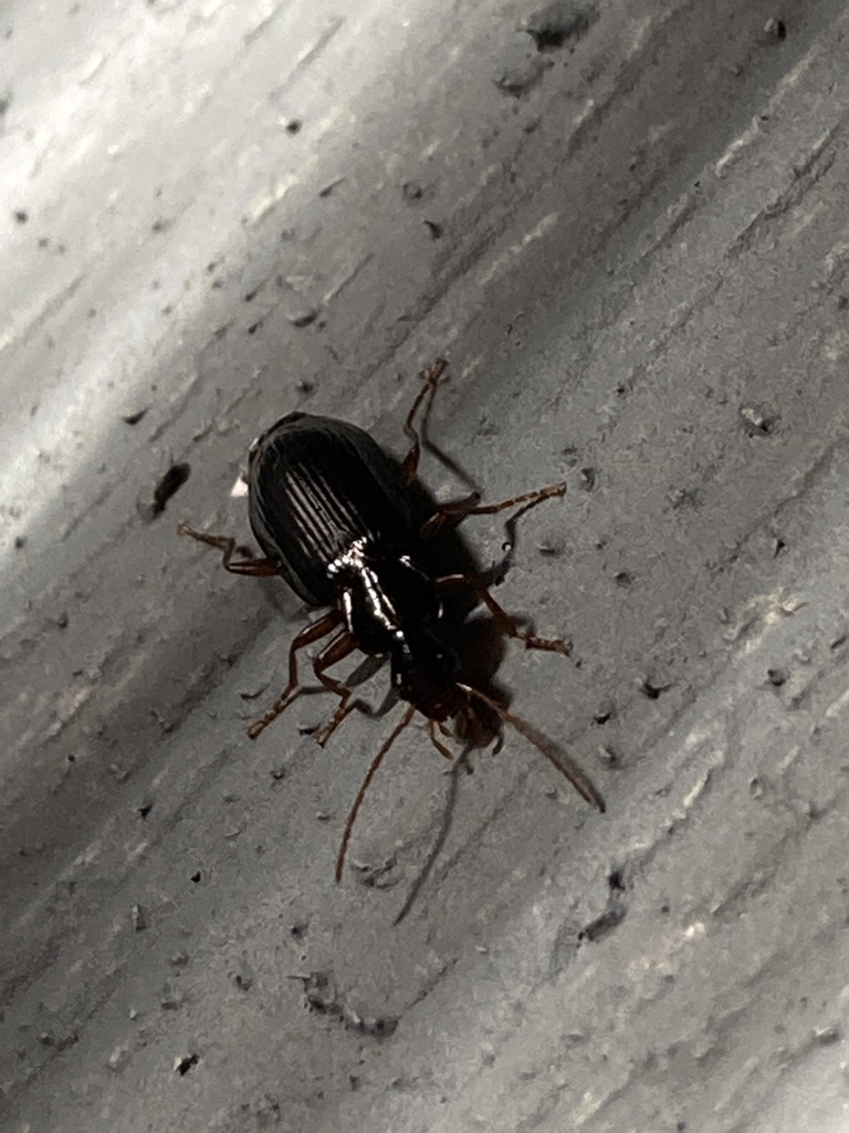 Dromius piceus from Laurel Ridge Rd, McHenry, MD, US on August 6, 2022 ...
