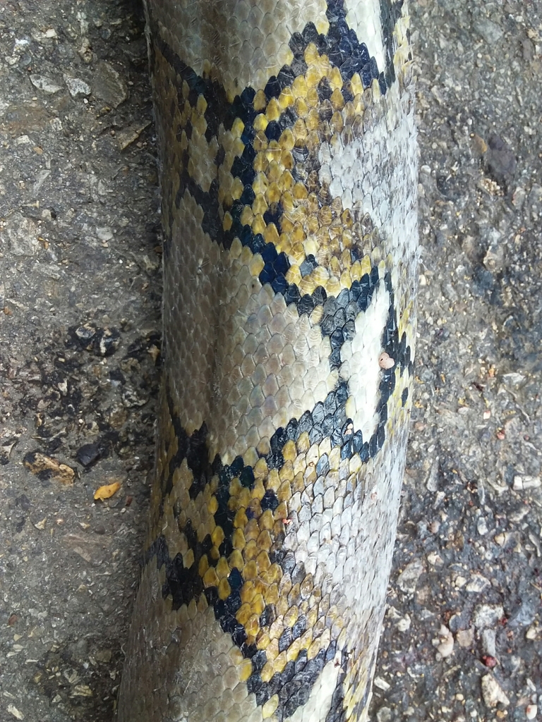 Greater Reticulated Python from Rote Ndao, ID-NT, ID on July 27, 2018 ...