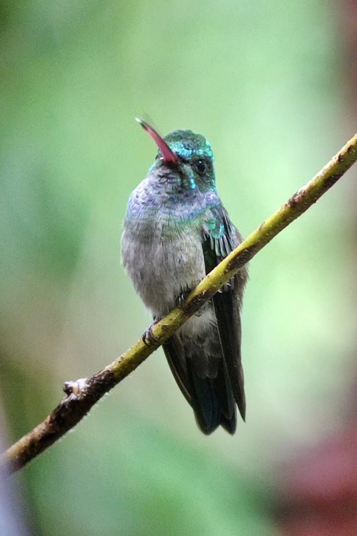 Polyerata decora Salvin, 1891