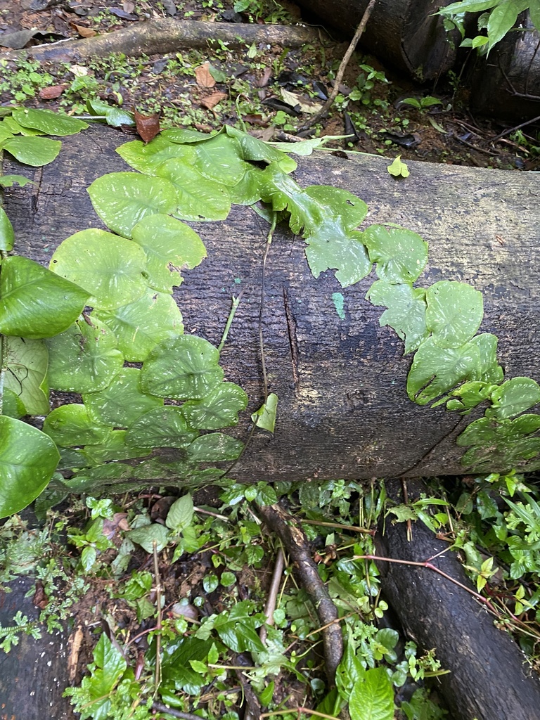 Monstera tuberculata brevinoda from Sarapiqui, Heredia, CR on August 1 ...