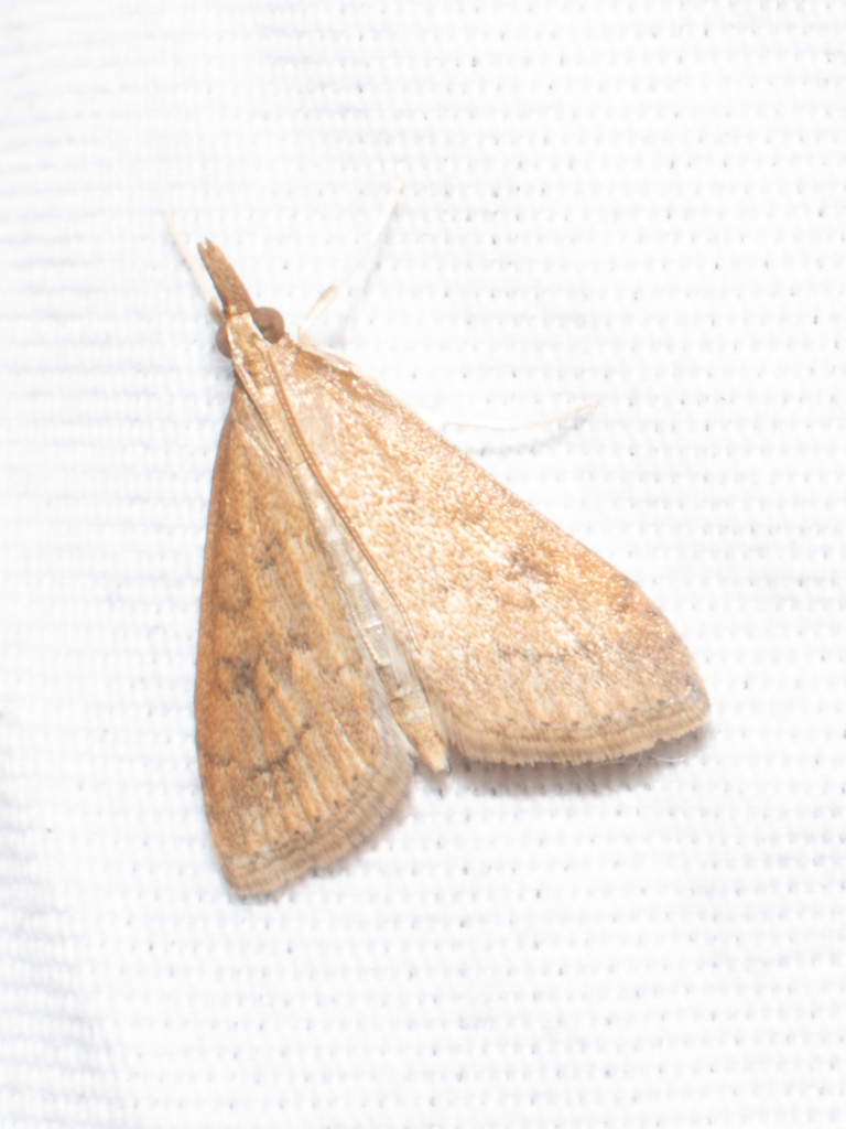 Celery Leaftier Moth from Jefferson County, TN, USA on June 15, 2022 at ...