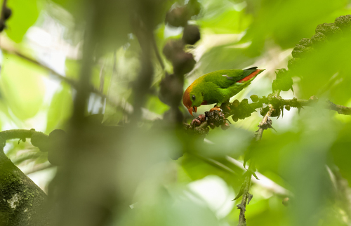 Subspecies Loriculus philippensis apicalis · iNaturalist United Kingdom