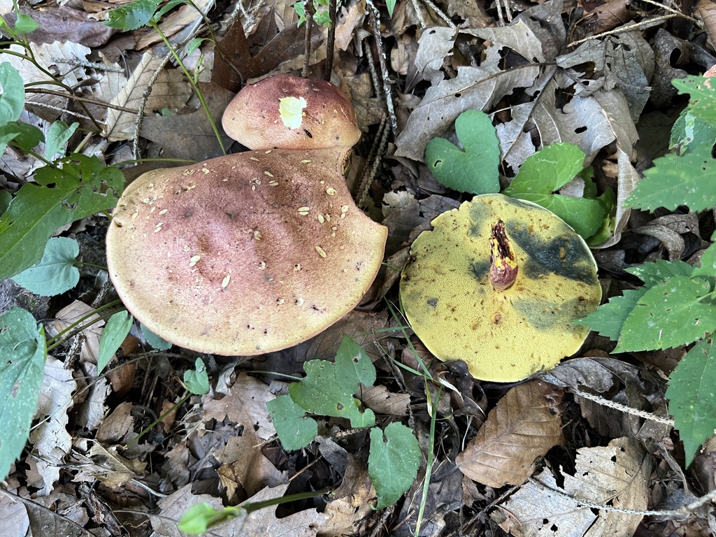 two-colored bolete from Brown County State Park, Nashville, IN, US on ...