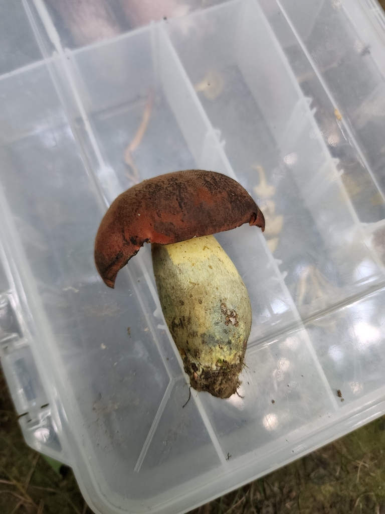 Neoboletus from Washington Township, IN, USA on August 06, 2022 at 02: ...