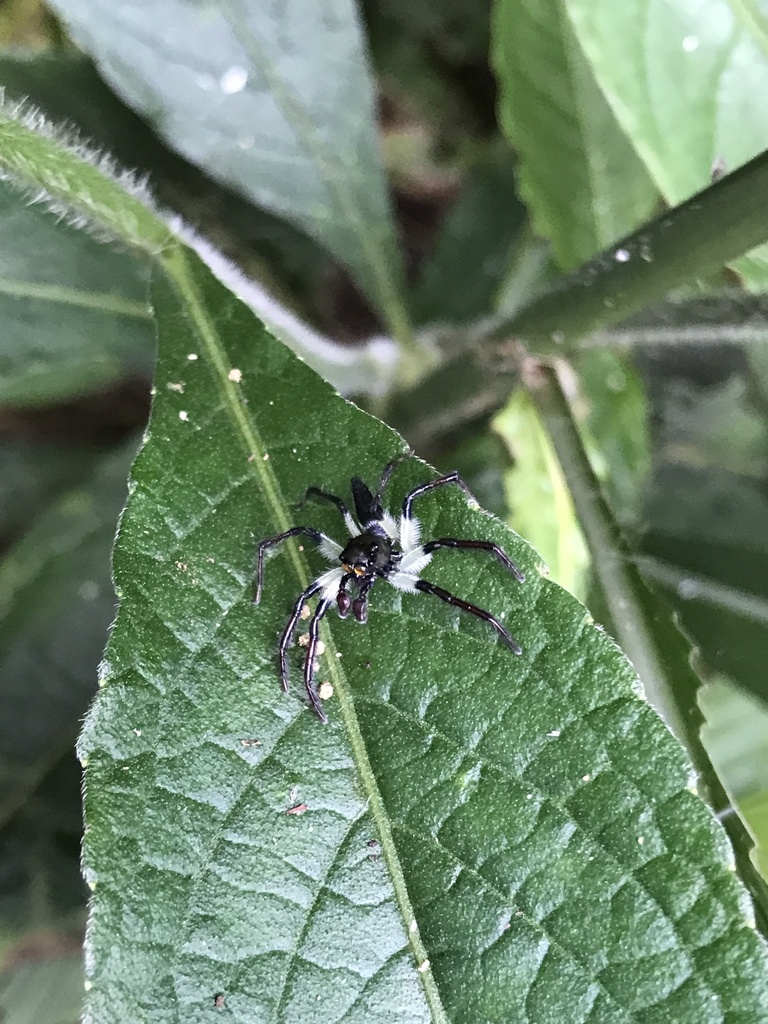 Epeus bicuspidatus from 三地門鄉, TW on August 6, 2022 at 11:01 AM by jimmy ...